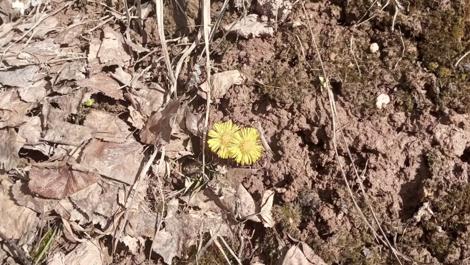 First flower was spotted in Bashkiria